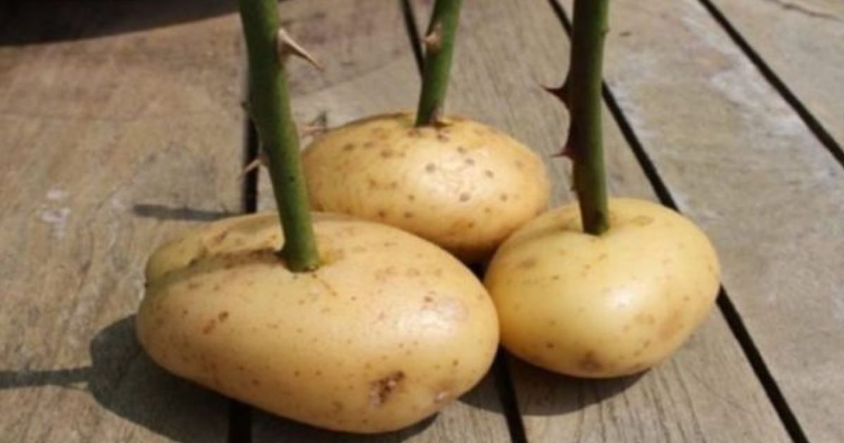 Descubre cómo sembrar rosas en papas - iKrubi